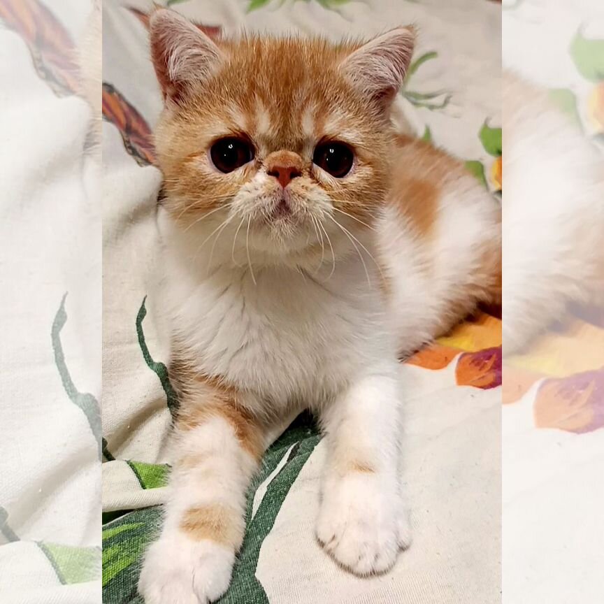 Экзотический короткошёрстный котёнок
