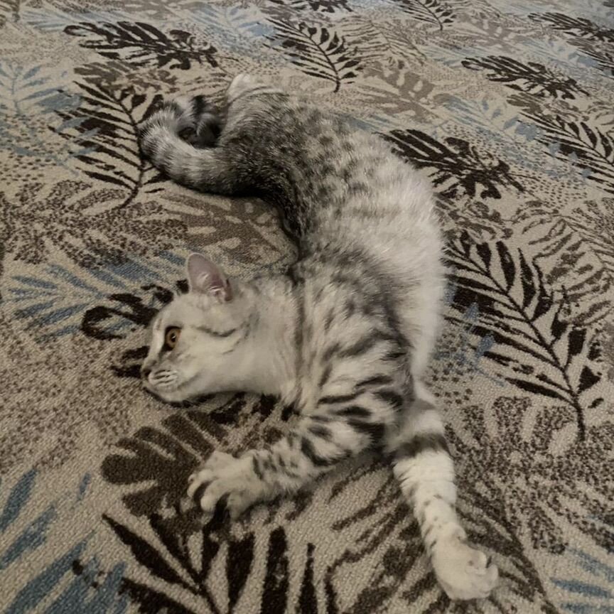 Шатланская кошка