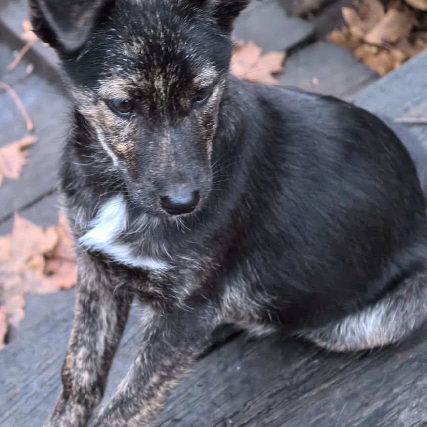 Щенок в добрые руки