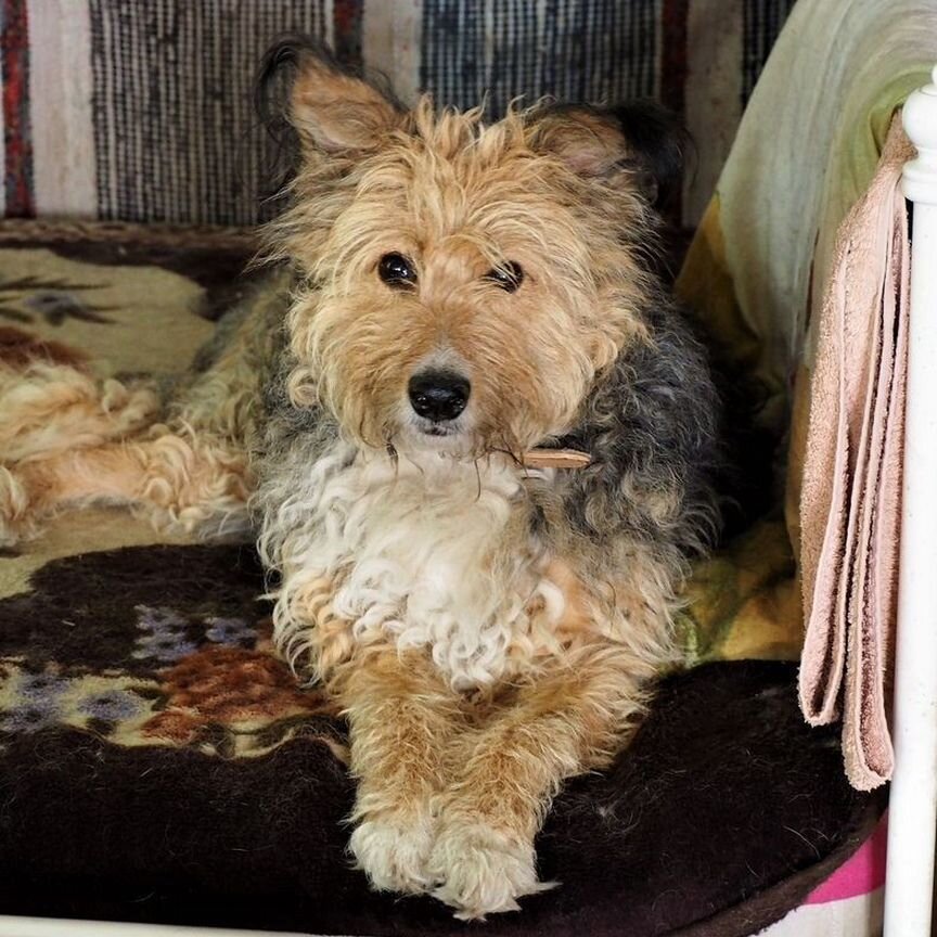 Взрослая собака в добрые руки