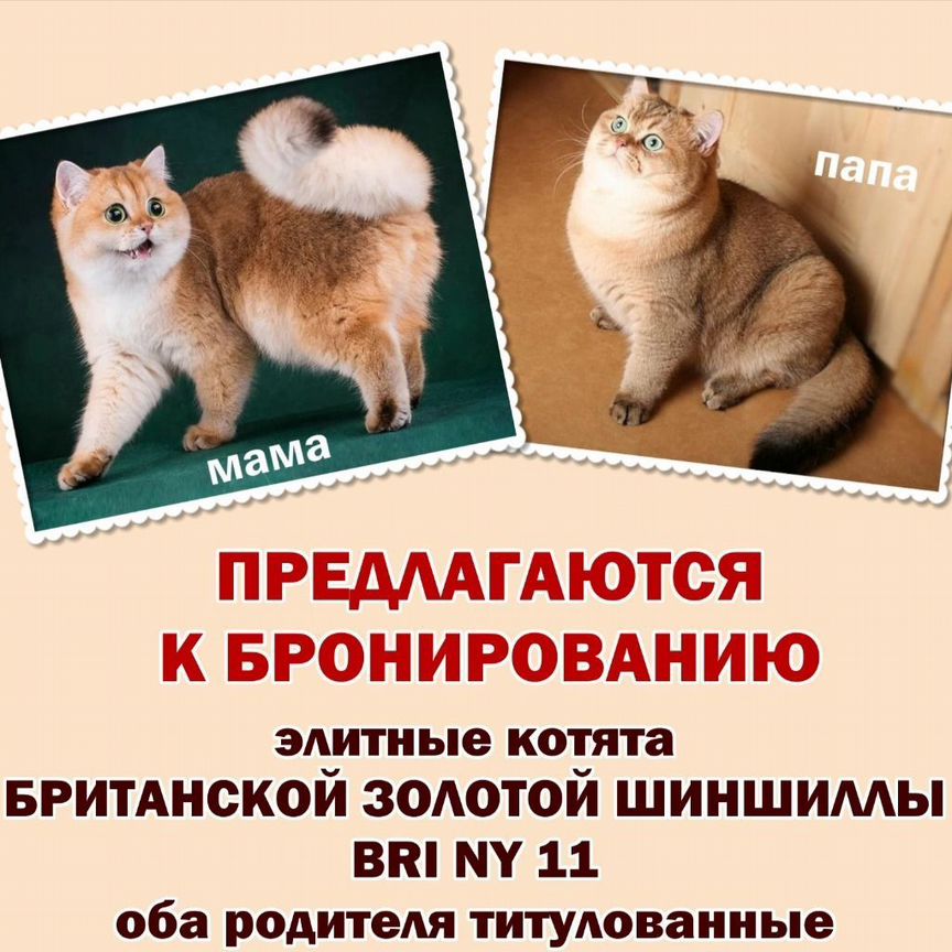 Британский короткошёрстный котёнок