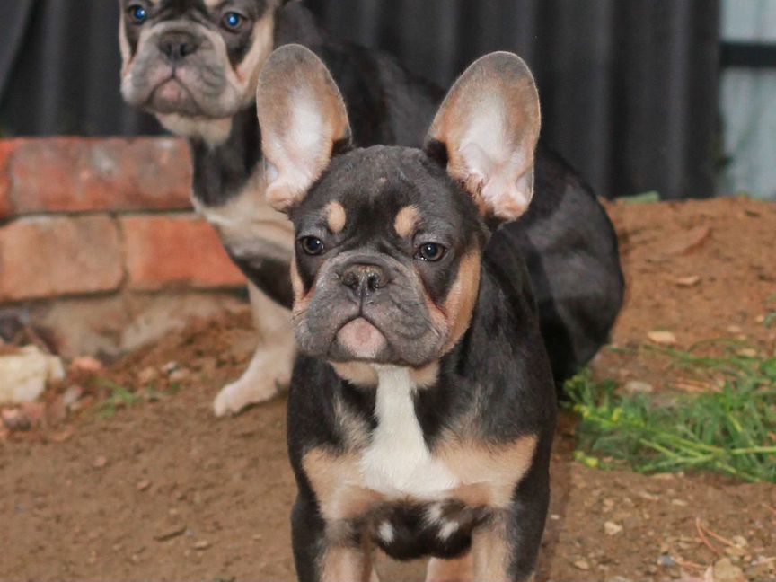 Французский бульдог щенки голубой окрас