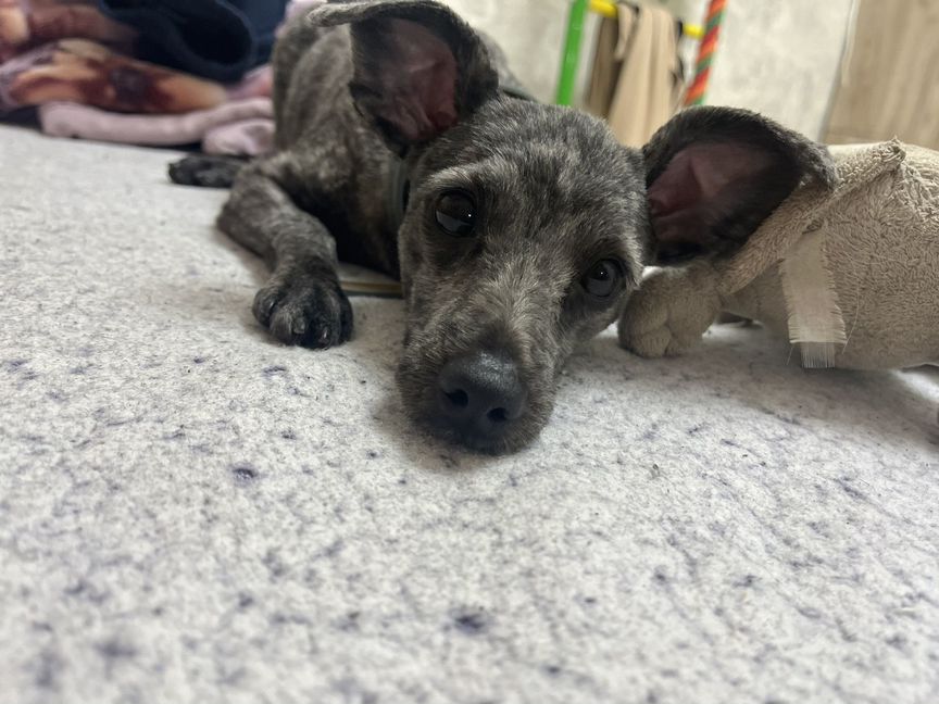 Собака в добрые руки маленькая порода