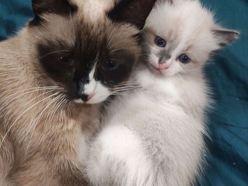 Котята породистые