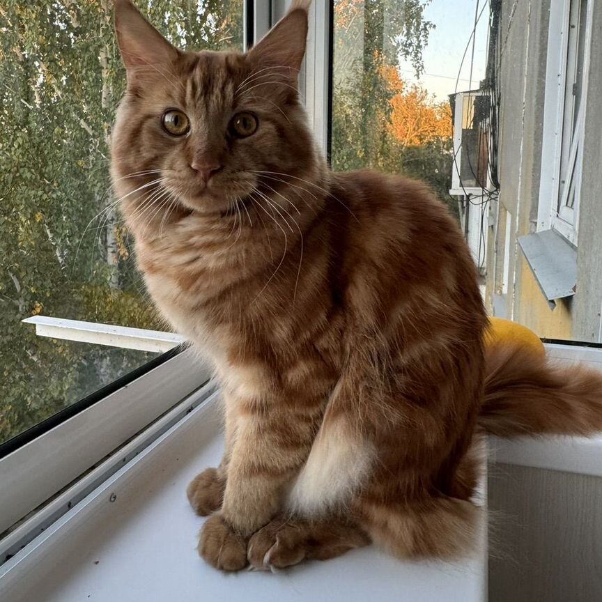 Мейн-кун вязка