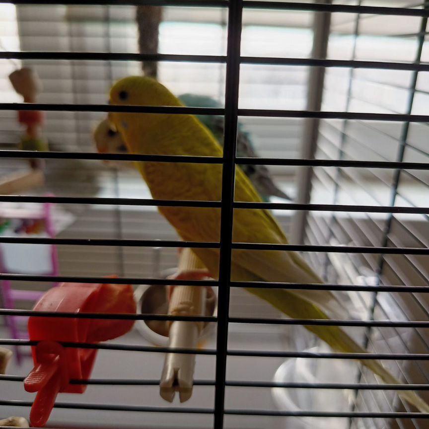 Волнистый попугай