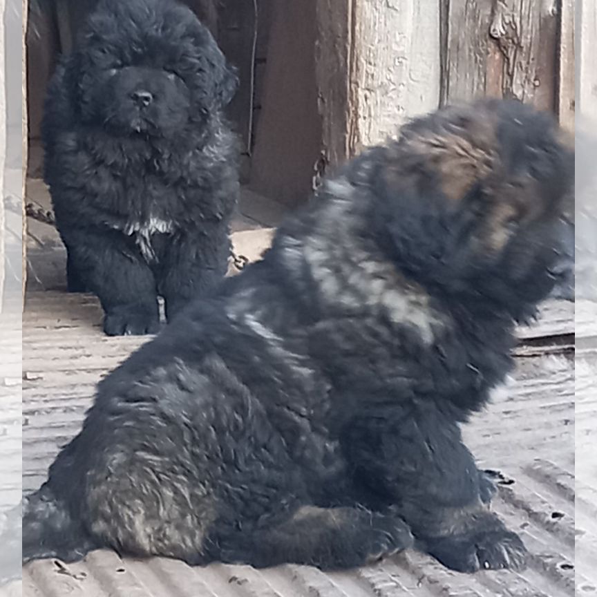 Кавказская овчарка, щенок