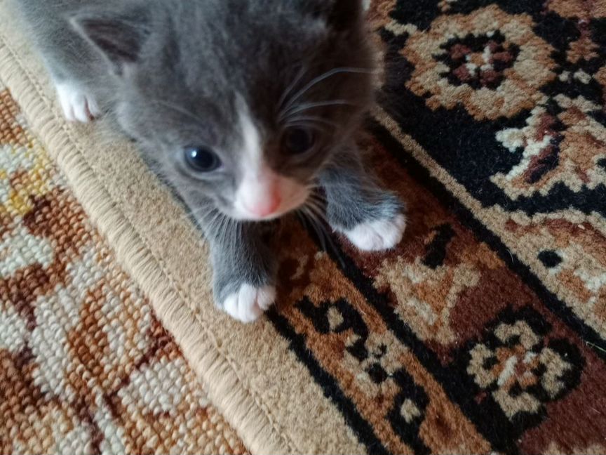 Котенок