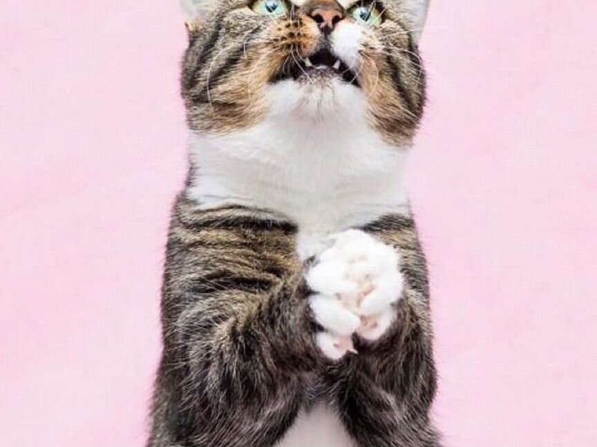 Зовут Балерина