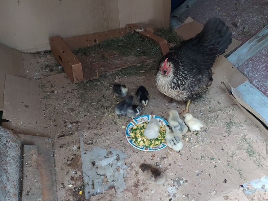 Продаю свое