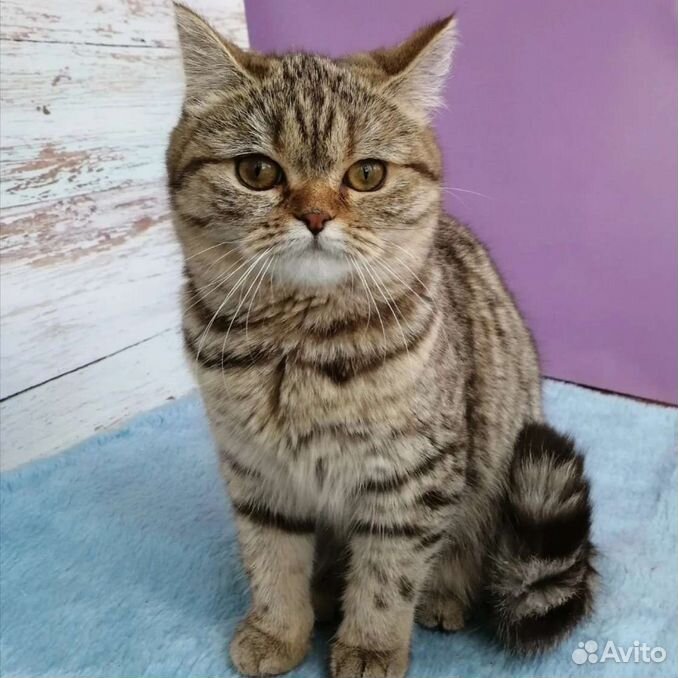 Шотландские котики страйт и фолд