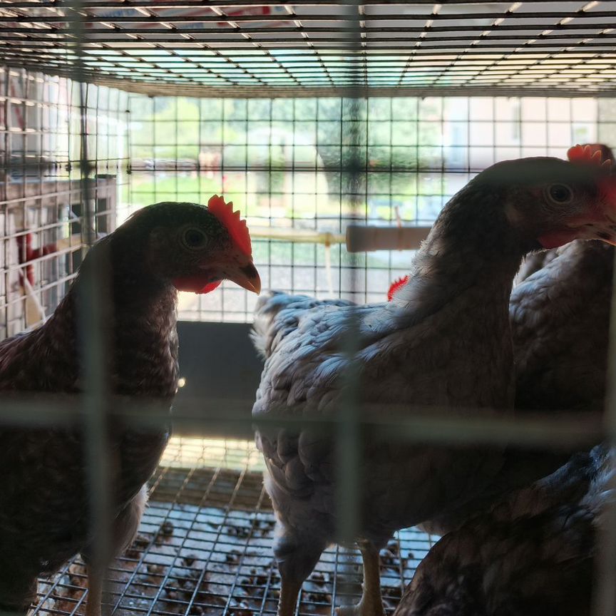 Петушки Доминант