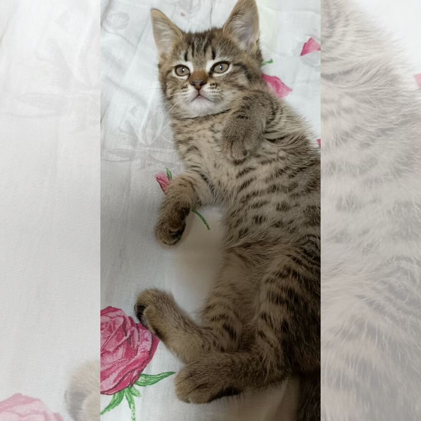 Шотландский прямоухий короткошёрстный котёнок