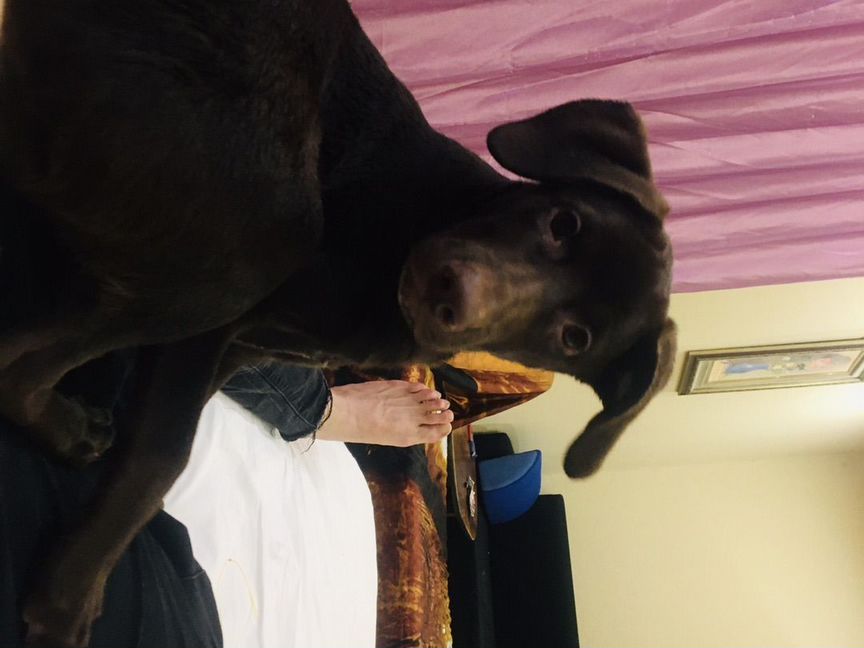 Собака в добрые руки лабрадор