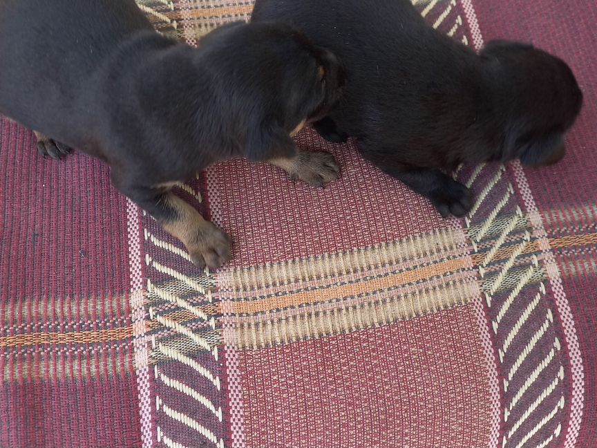 Щенки тойтерьера