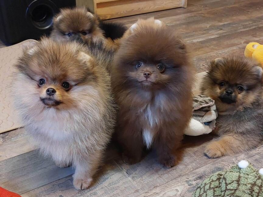 Щенки померанского шпица
