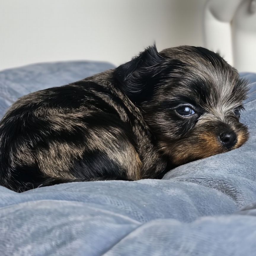 Йоркширский терьер, щенок