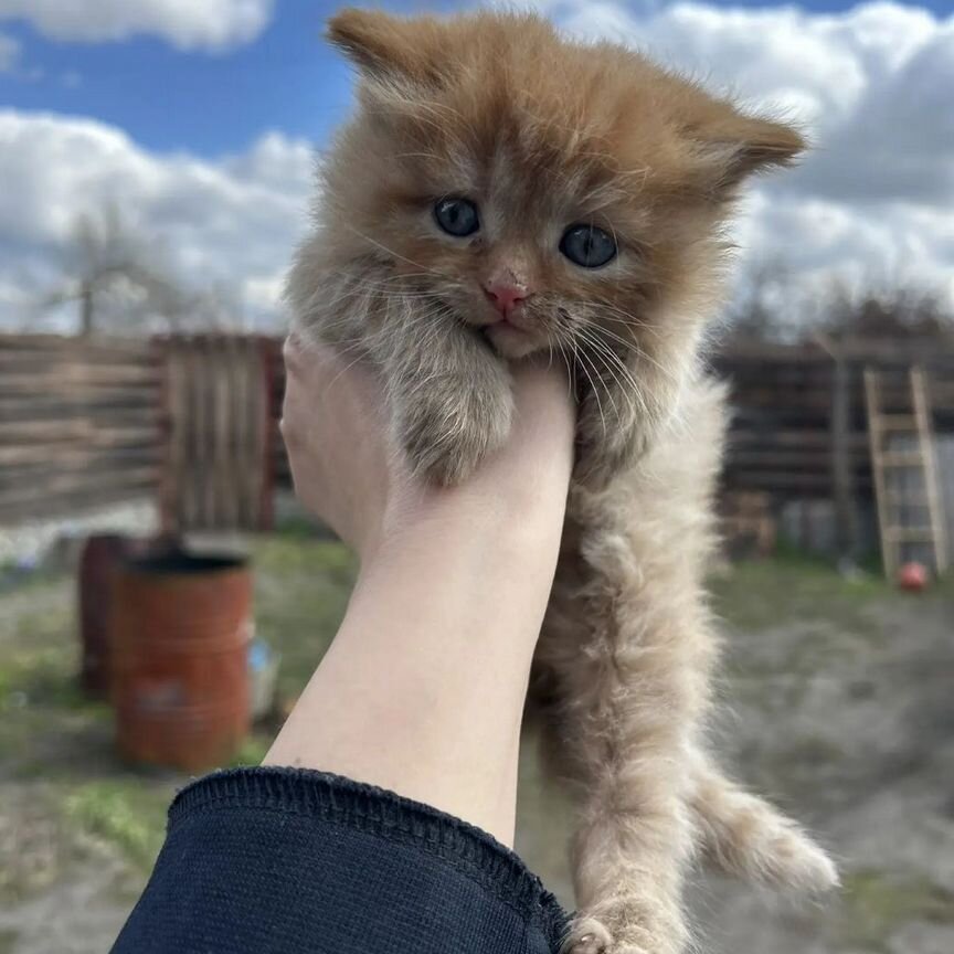Котёнок в добрые руки