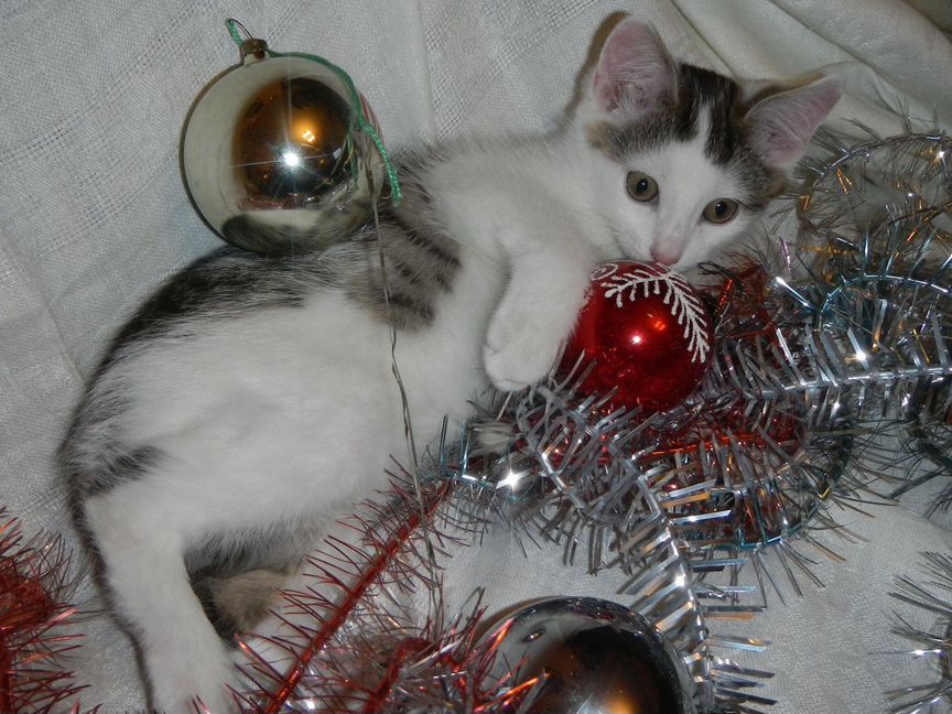 Котенок в добрые руки