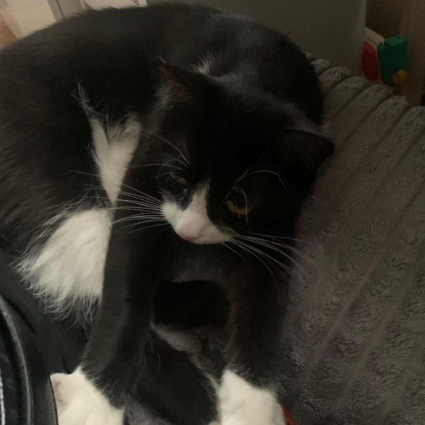 Взрослая, кошка в добрые руки