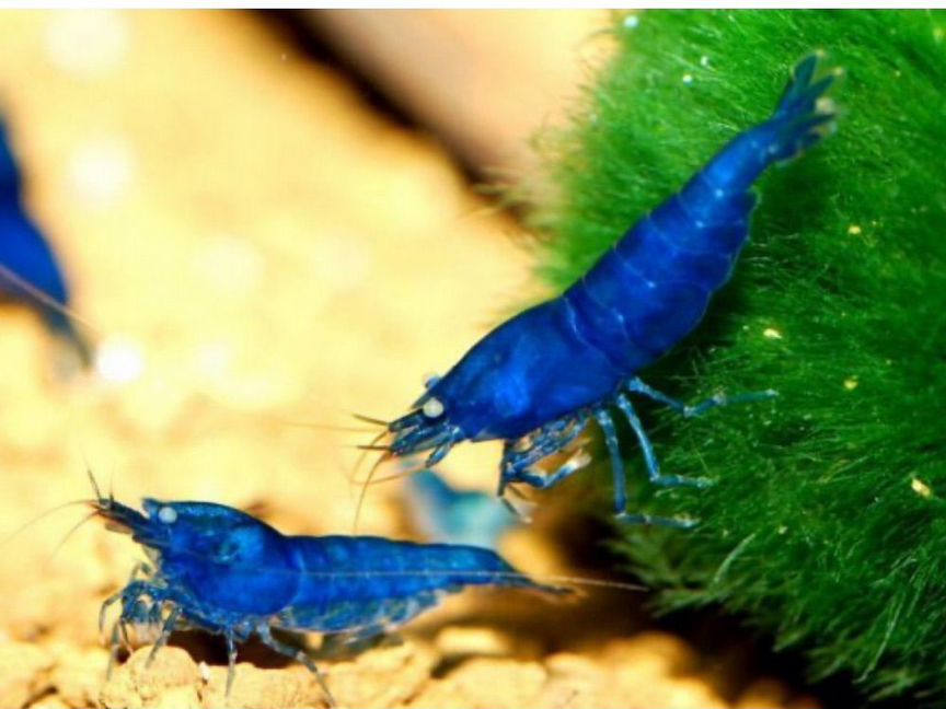 Креветки Блю Дрим