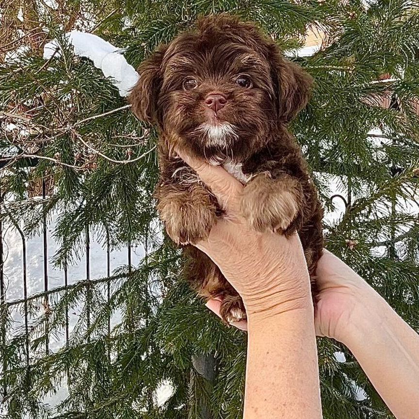 Мальтипу, щенок