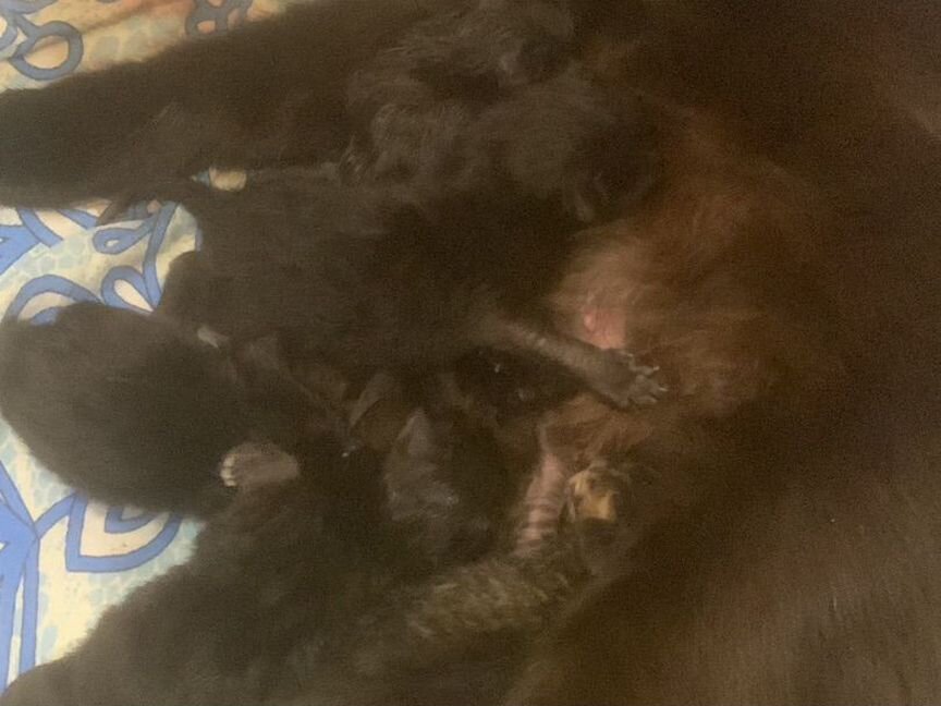 Котята в добрые руки простые черные и полосатый