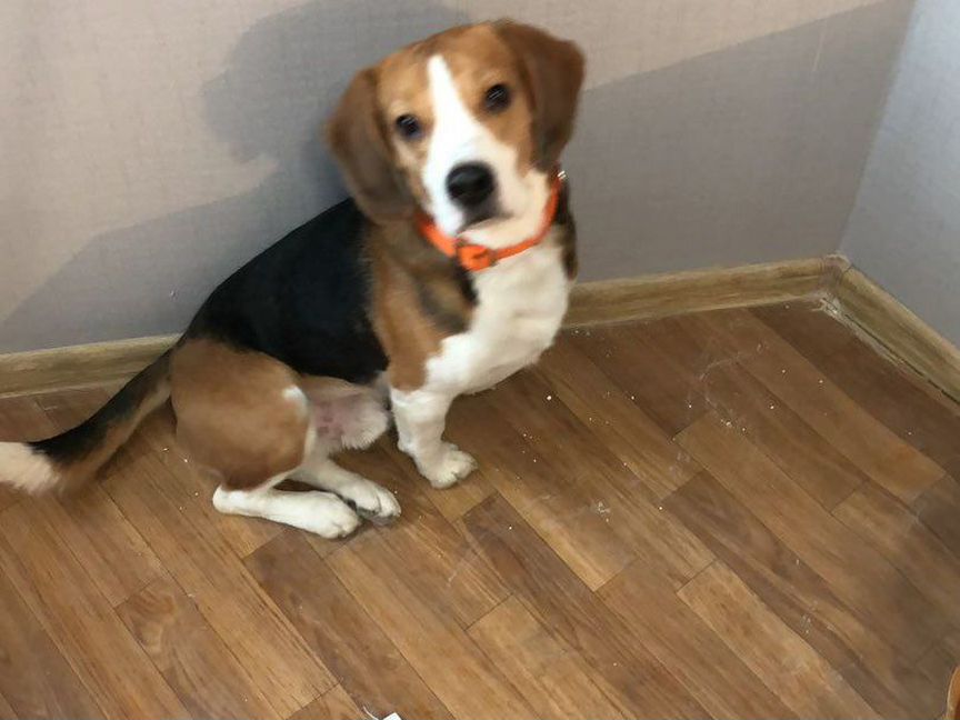 Собака бигель