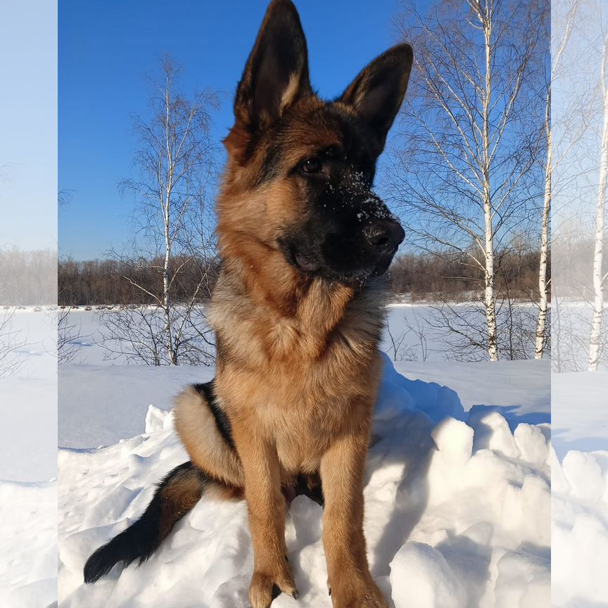 Немецкая овчарка, щенок