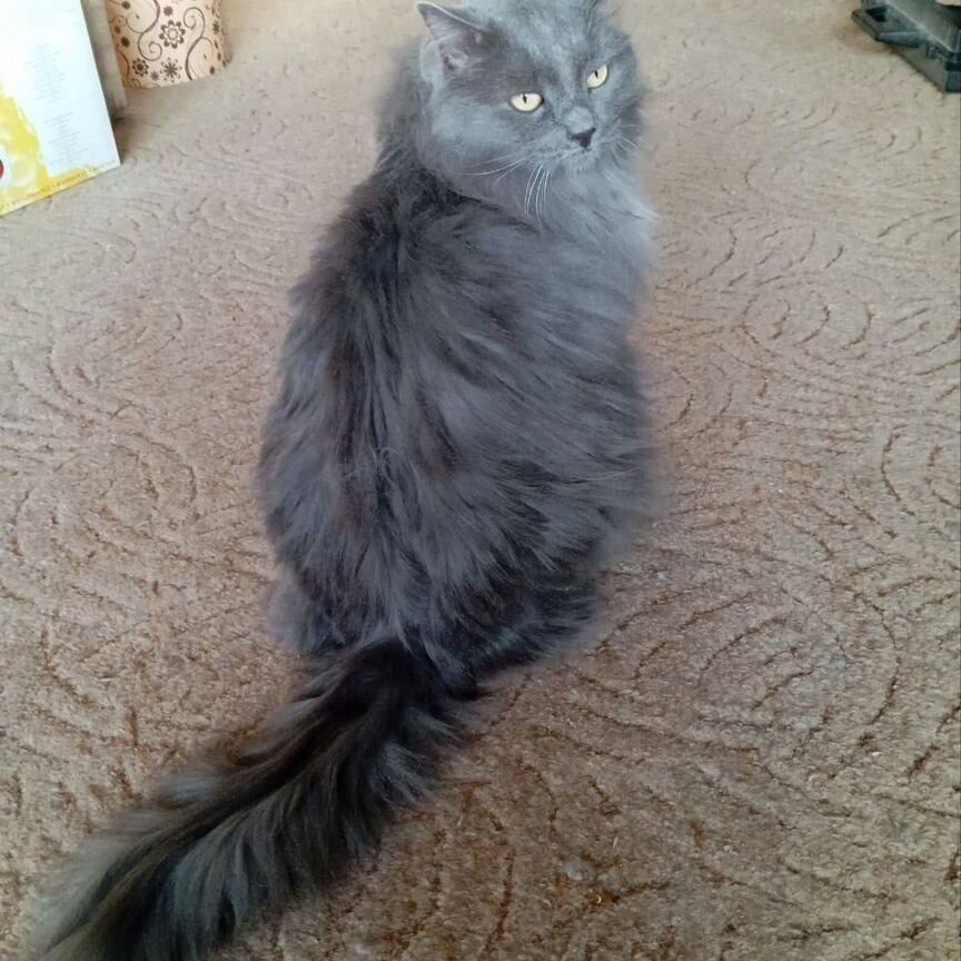 Взрослая, кошка в добрые руки