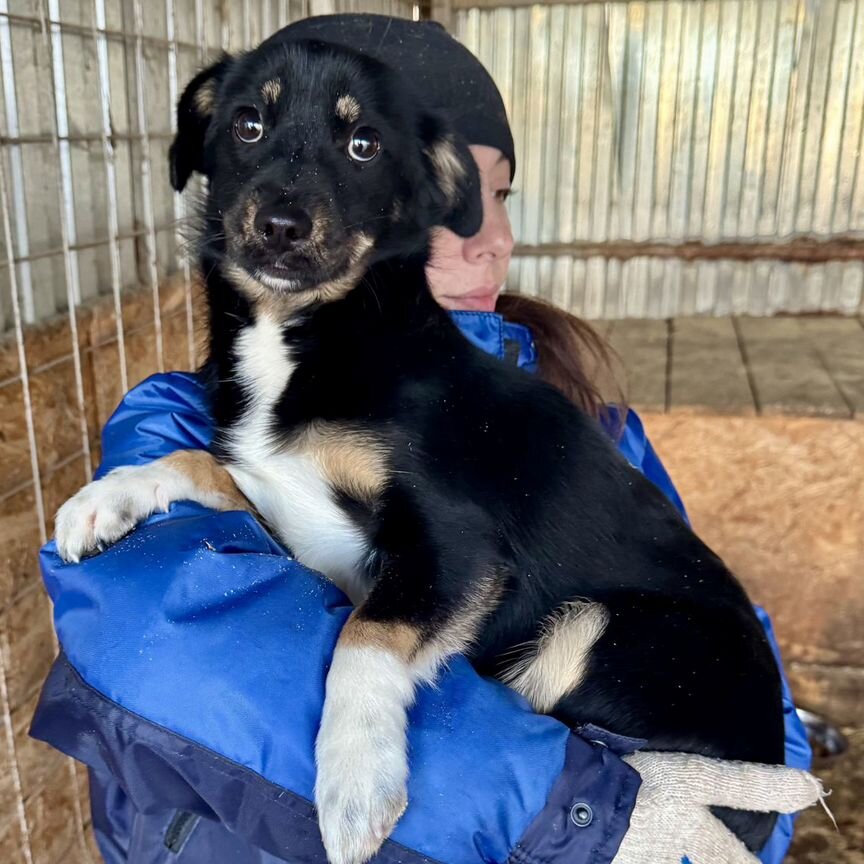 Взрослая собака в добрые руки