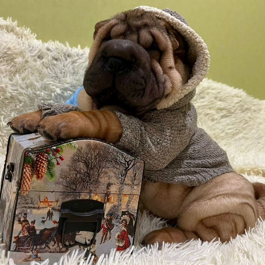 Шарпей, щенок