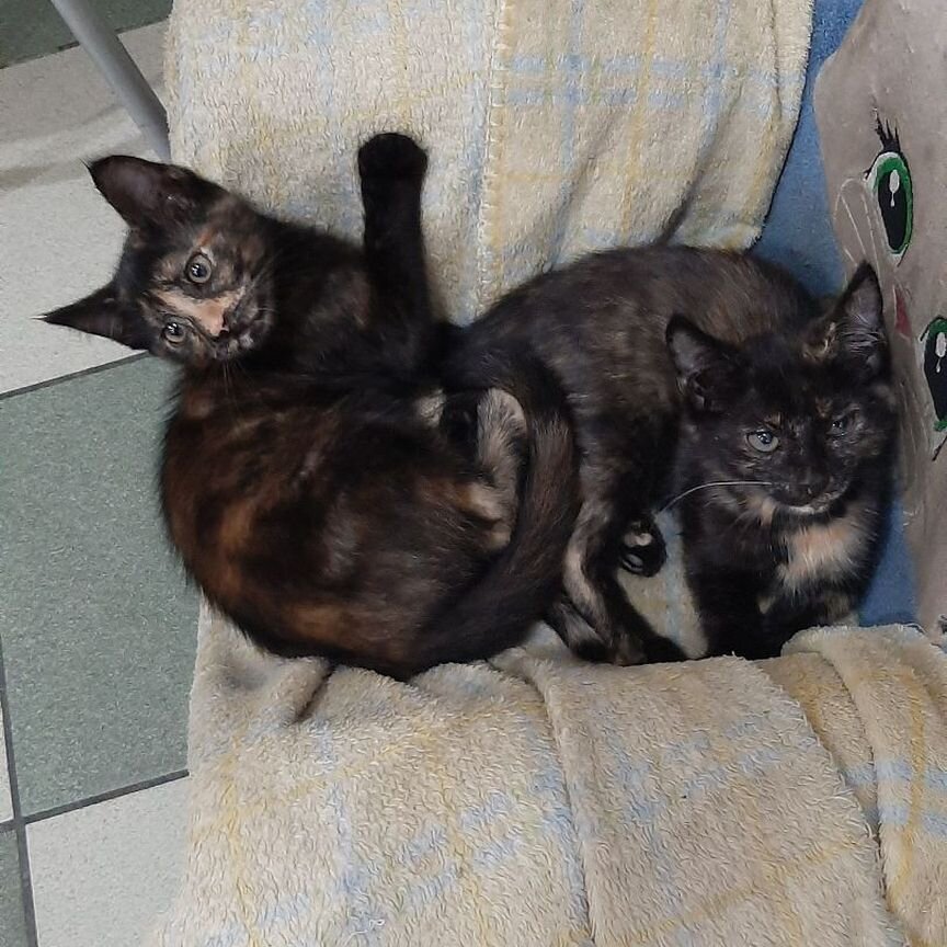 Кому нужны чудесные кошечкиот слова чудо