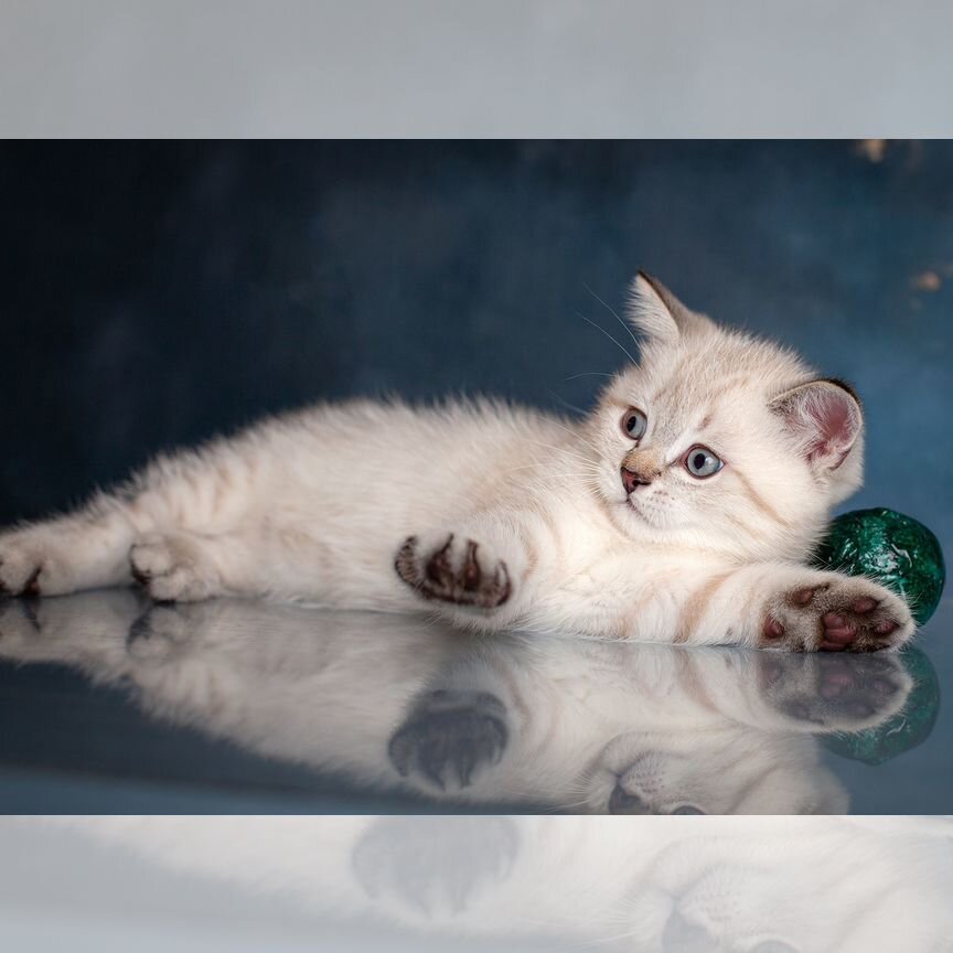 Шотландский котик