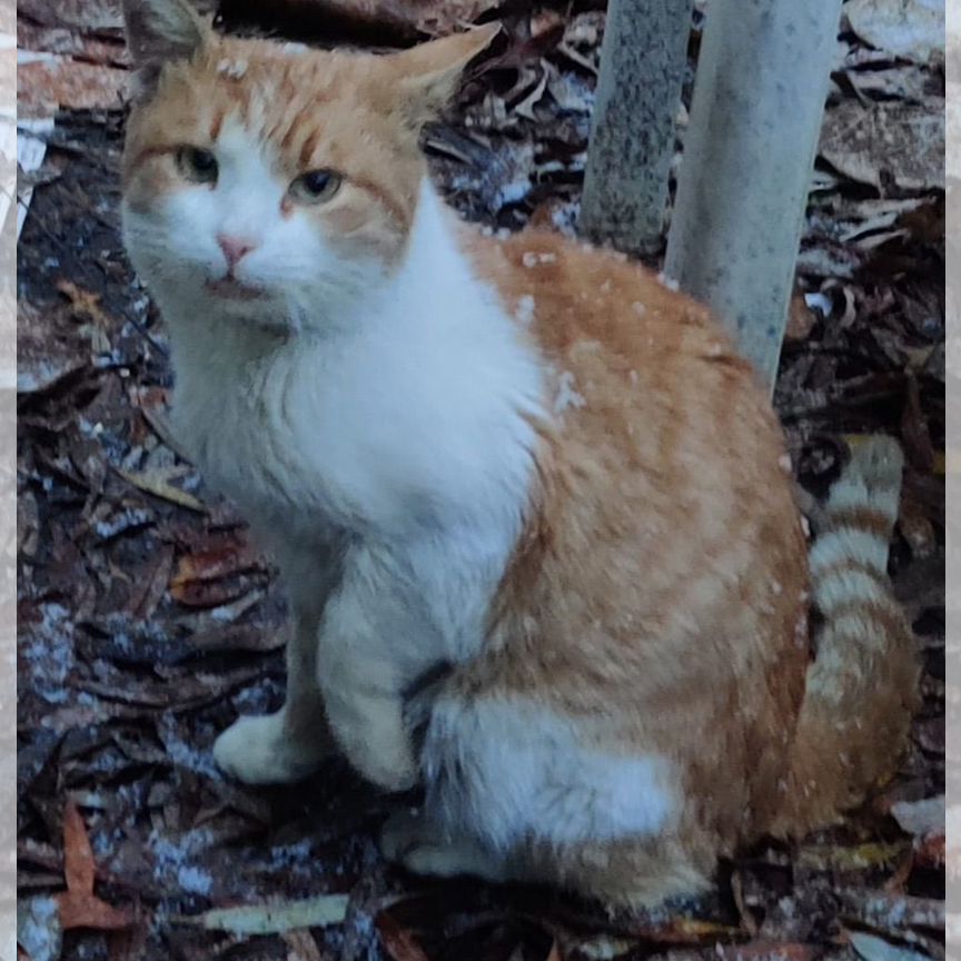 SOS Замерзает кот