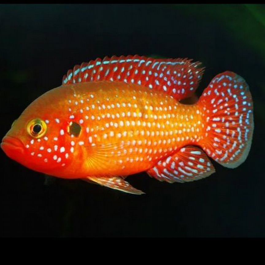 Аквариумные рыбки