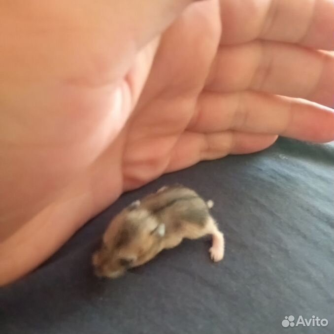 Отдам бесплатно джунгариков