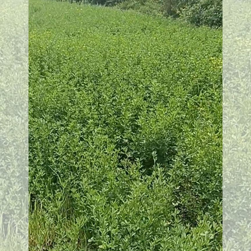 Продам сено люцерна в тюках