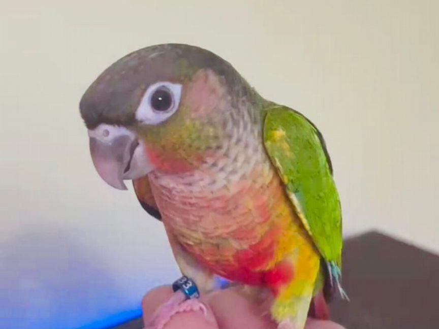 Попугаи пиррура