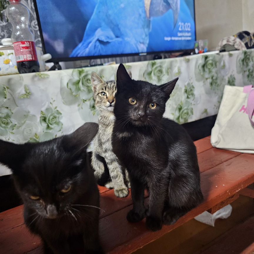 Кот крысылов