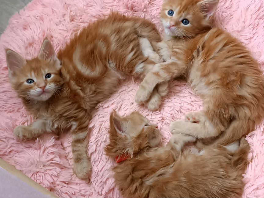 Мейн-кун котятки