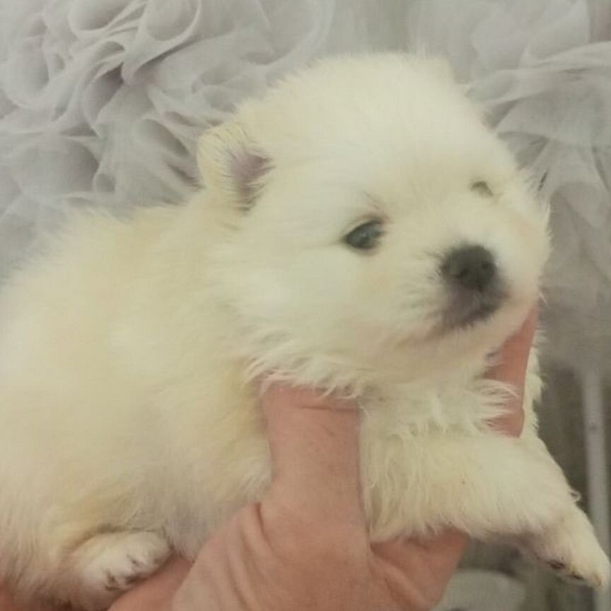 Померанский шпиц, щенок