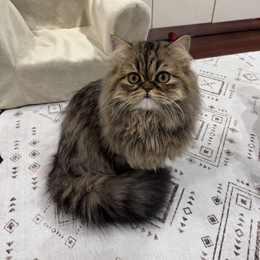 Кот Хайленд Фолд черный мраморный
