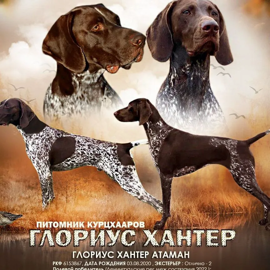 Щенки Курцхаара