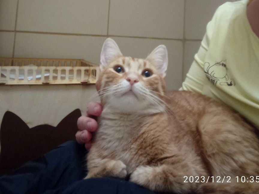 Молодой котик Марсель ищет дом