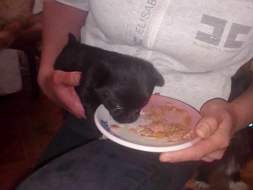 Маленькая собака