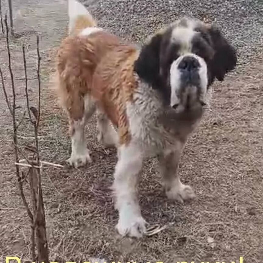 Сенбернар, взрослая собака