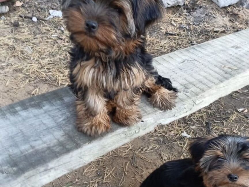 Йоркширский терьер мини девочка