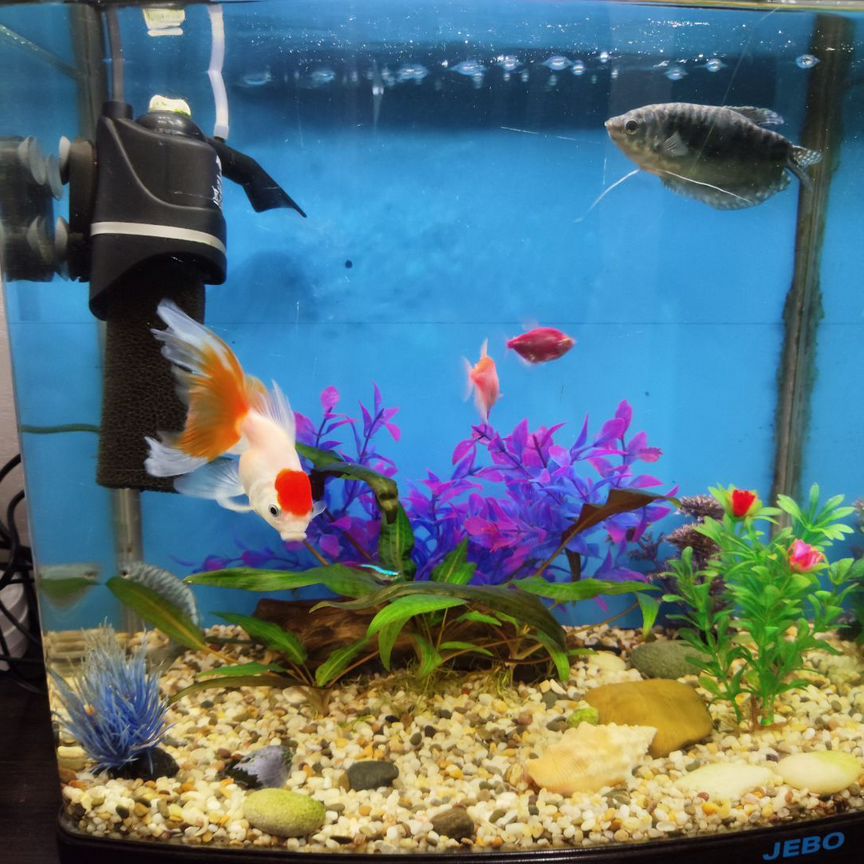 Аквариум с рыбками