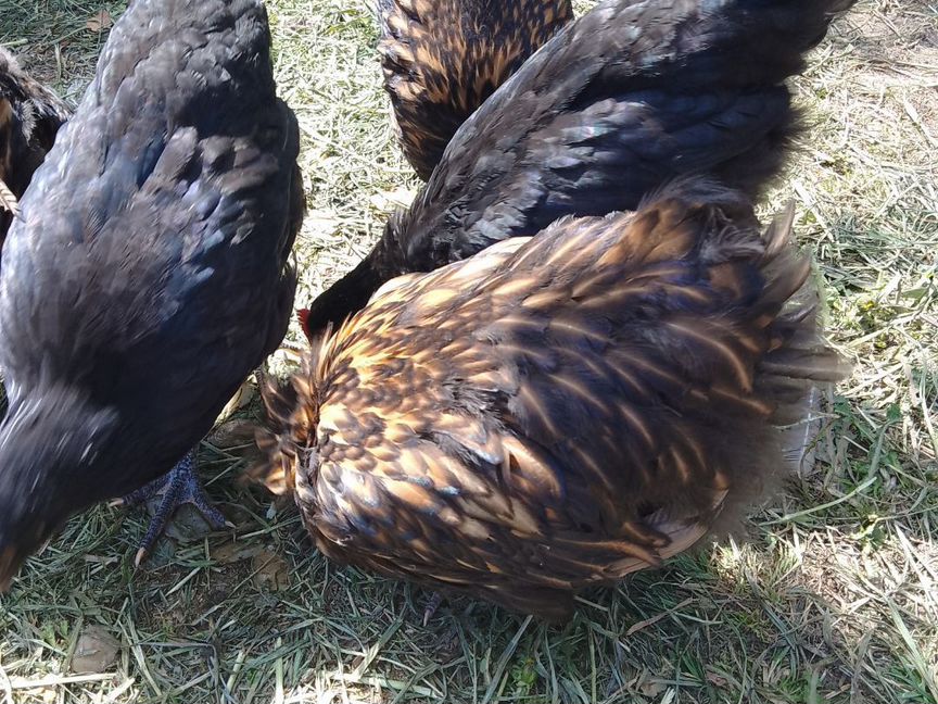 Куры кучинские юбилейные